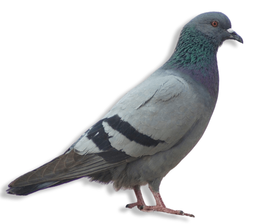 Pigeon Control Out of Las Vegas | Preventive Pest Control