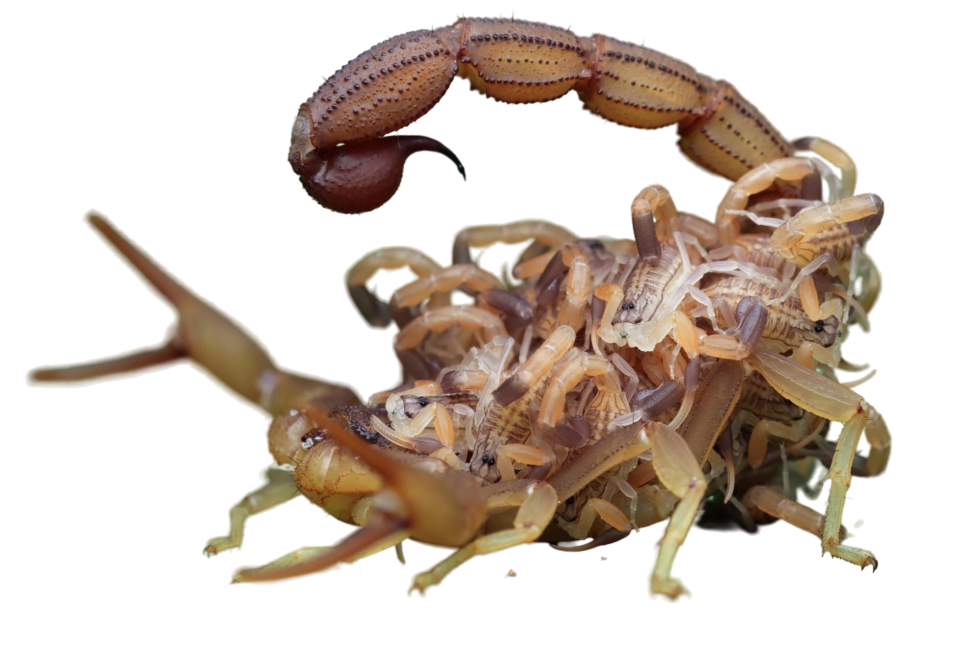 St. George Scorpion Control | Preventive