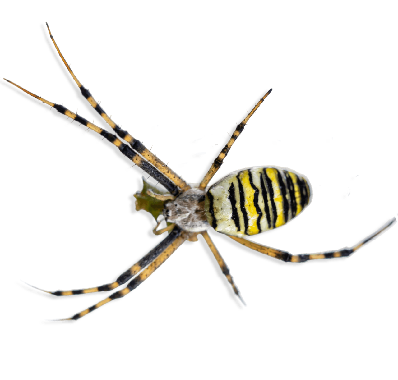 Spider Control St. George, UT | Preventive Pest St. George