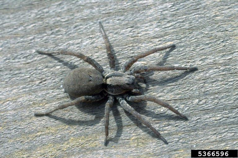 Watch Out for These 10 Common Utah Spiders