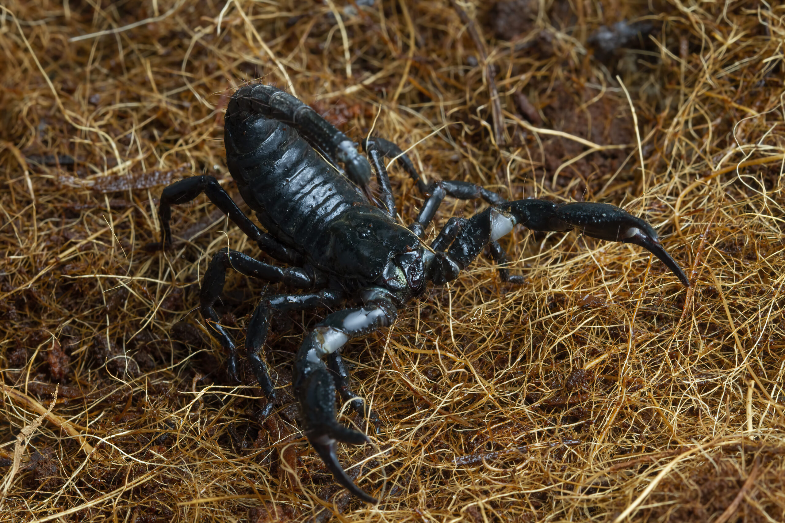 St. George Scorpion Control | Preventive
